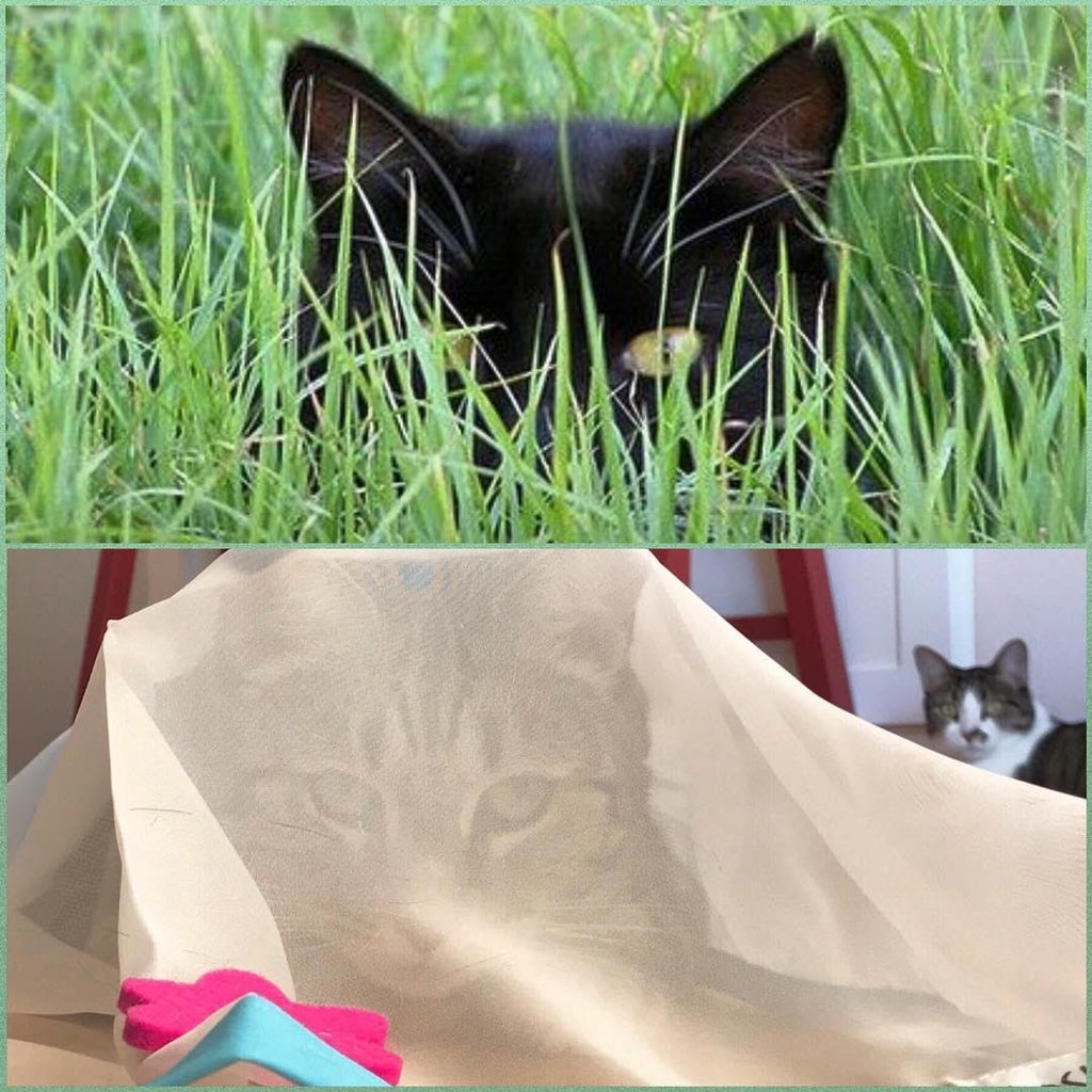 Sheer Fun Cat Toy (On Sale! Ends 10/25) – Sheer Fun For Cats